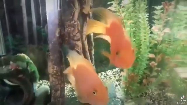 Влюбленная пара красных попугаев 💕Рыбки из моего аквариума.