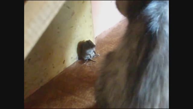 Кошки-Мышки играют