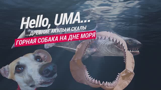 Умка горная собака на дне моря