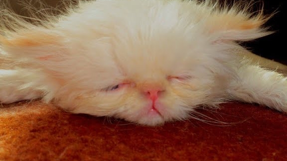 МОЙ ПЕРСИДСКИЙ КОТЁНОК..Милота играется ❤️💋.