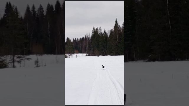 Снова гуляем в чудесном зимнем лесу ❄️