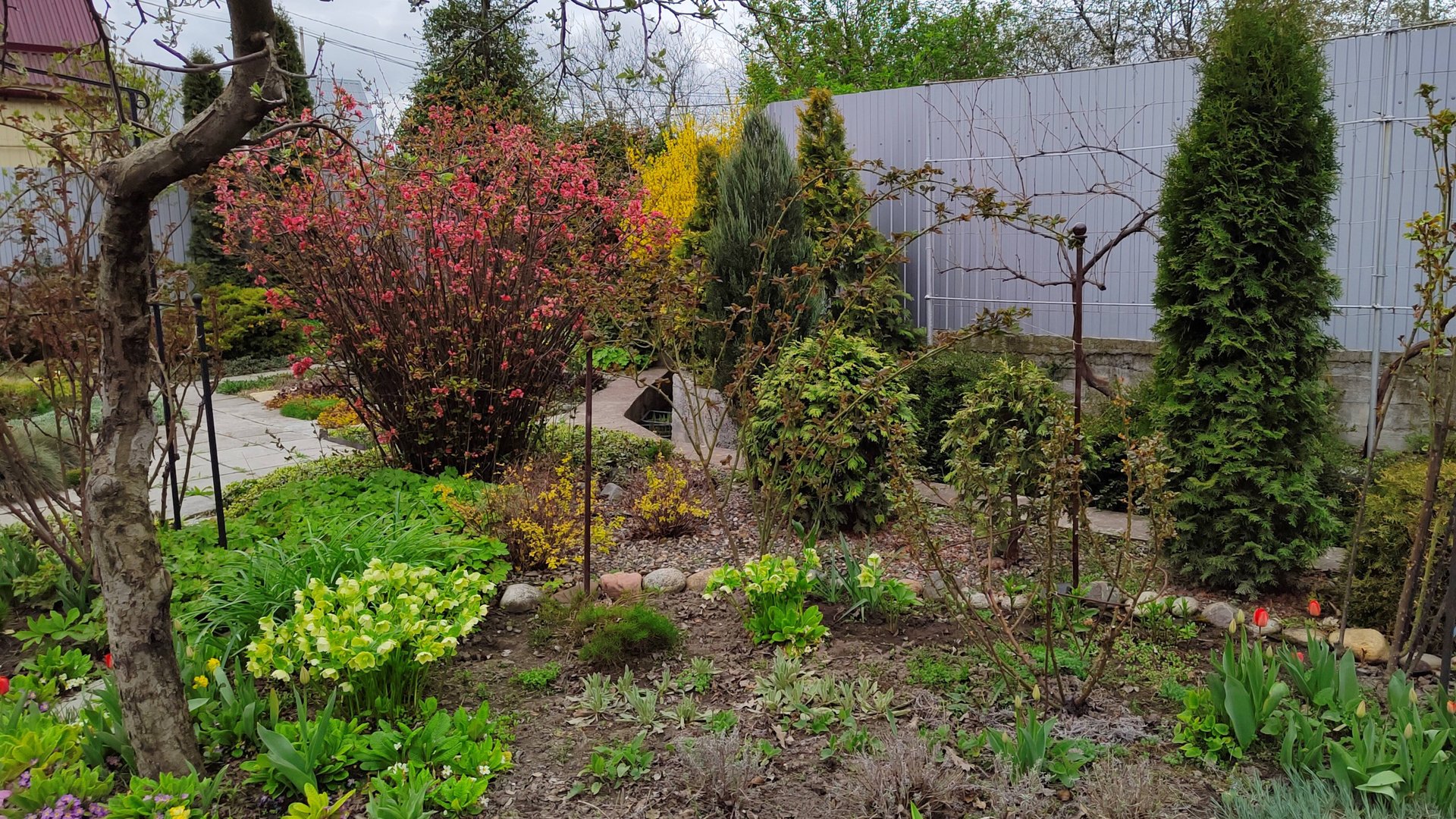 Любимые весенние кустарники 13.04.2023 г. Пятигорск, зона 6б-7а #южныйсад#цветущиекустарники