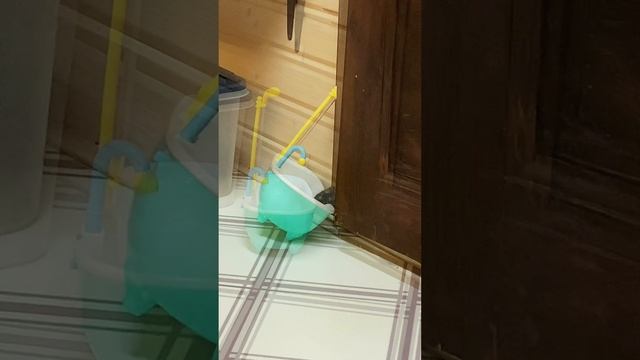 А чья это лапка? 😏