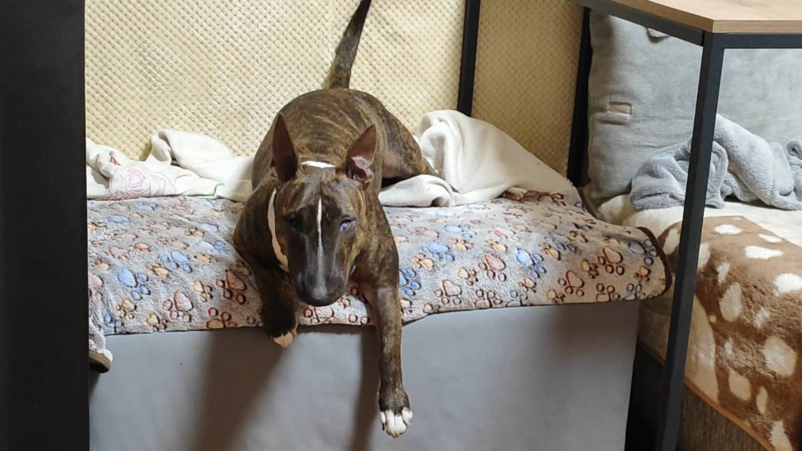 Сижу, лежу, валяюсь. Красиво, а не просто так! Минибуль Юмми | Передержка собак Ростов