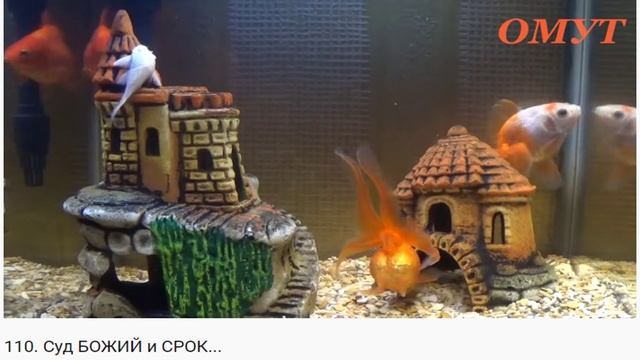 110 суд божий и срок