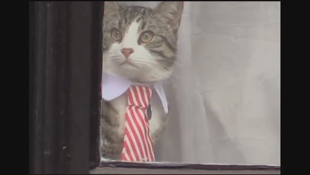 Кот галстук