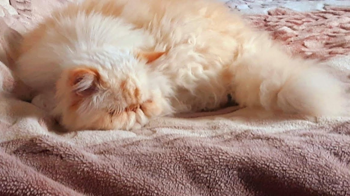 МОЙ ПЕРСИДСКИЙ КОТ ❤️💋