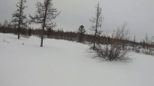 поездка на снегоходе Новый Уренгой