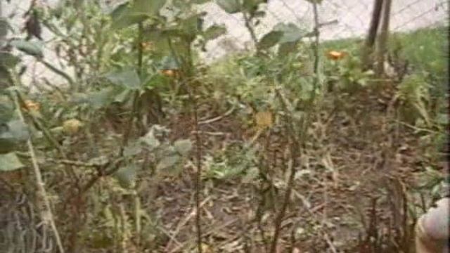 2008 Ноябрь Мама я