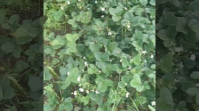 Клубничка 2023