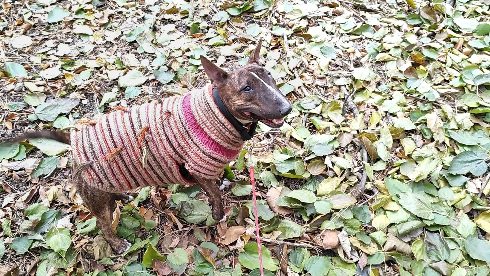 Самая весёлая и быстрая? Так это ж я! Юмми и Фокс. Гуляем... | Передержка собак Ростов