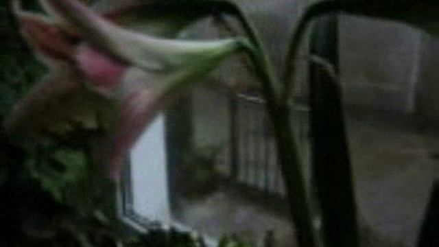 2008 Январь Животные