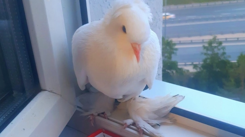 Найдёныш...😍