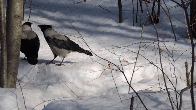 Весна, вороны, любовь. Основинский парк.