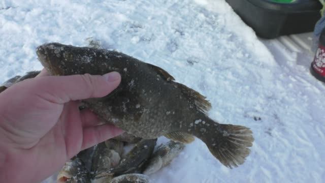 НАСАДКА НА РОТАНА - БЕРЕТ ТОЛЬКО КРУПНЯК. ДА СКОЛЬКО ЕГО ТУТ