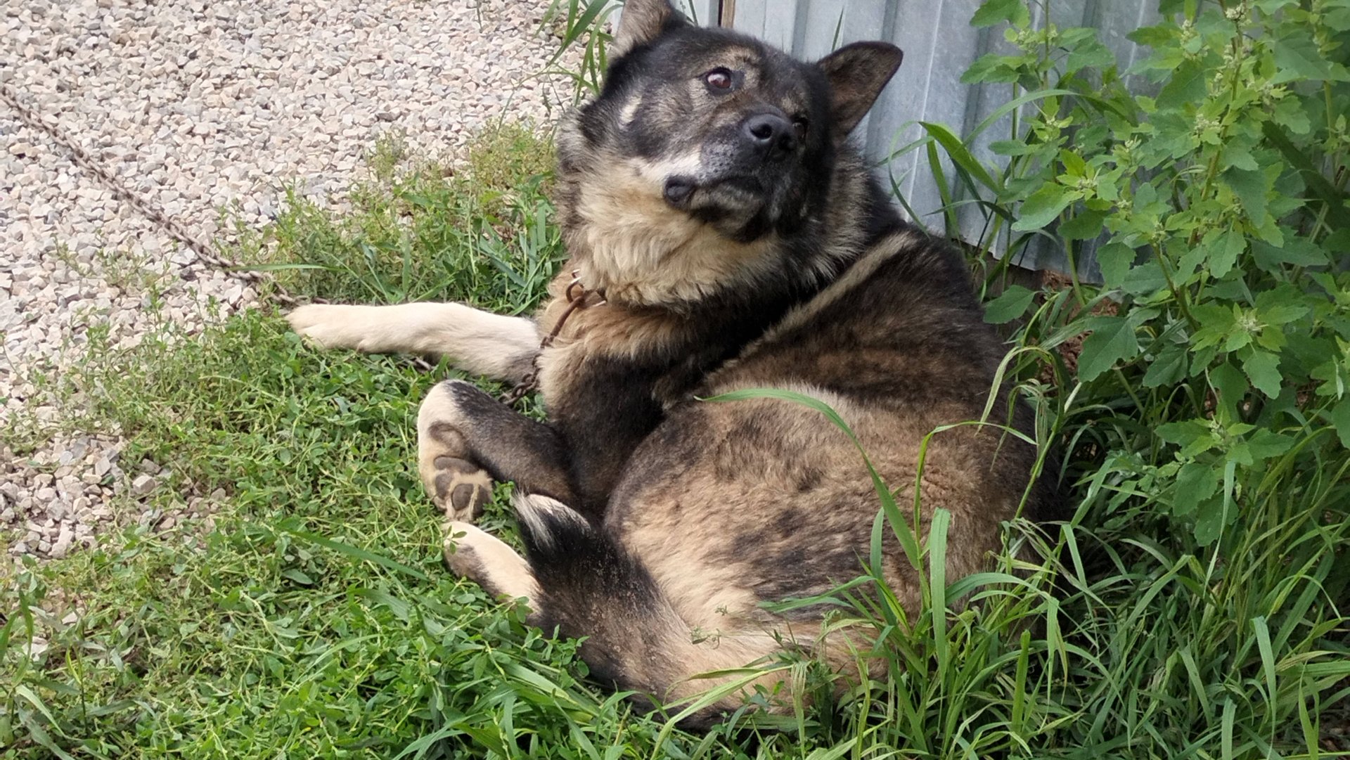 Смешные видео с животными