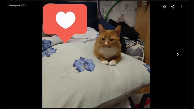 Котик ТВ Подборка фото 9 серия