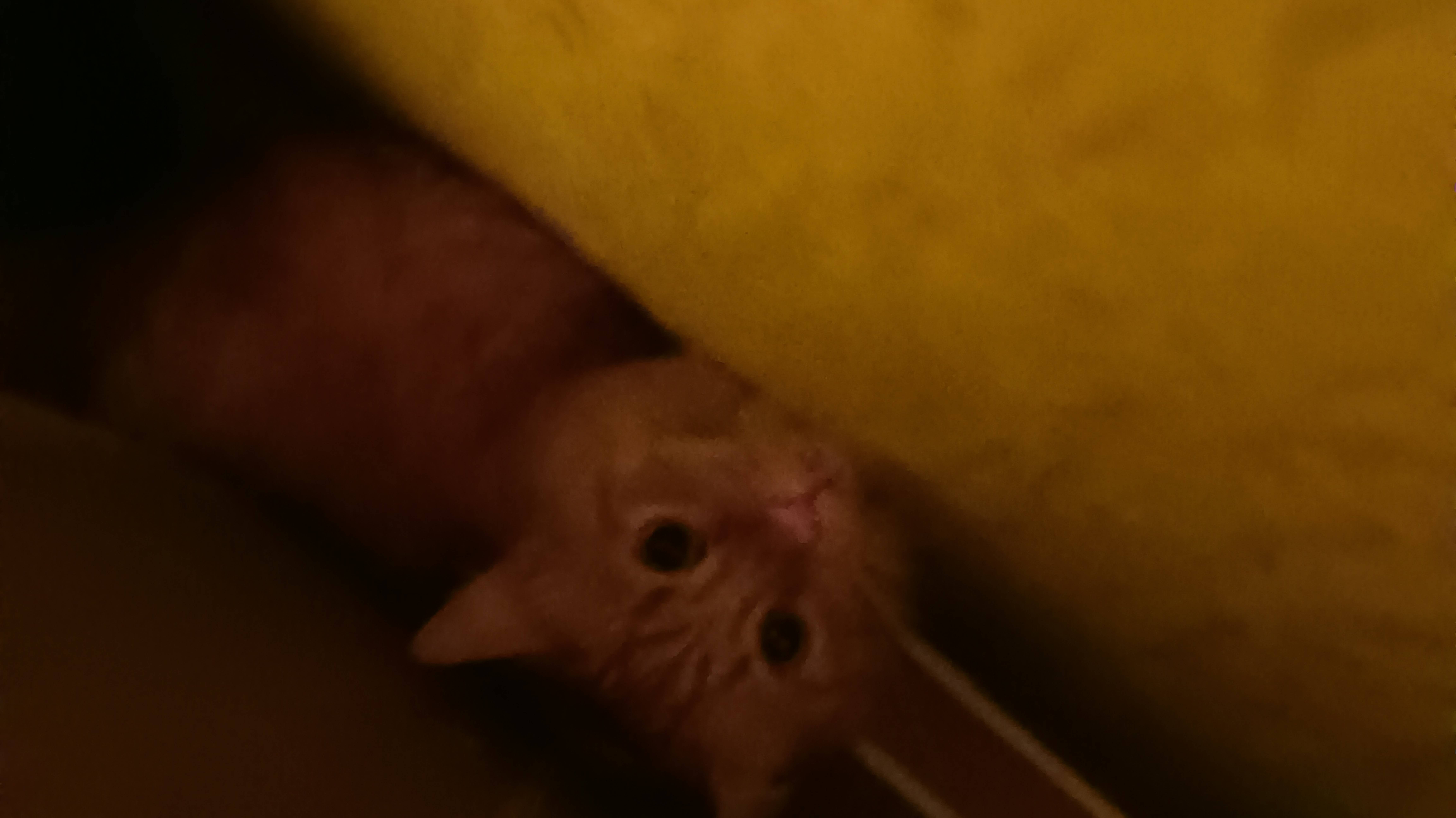 Drumm-n-BASS CaT By Zentus-edited