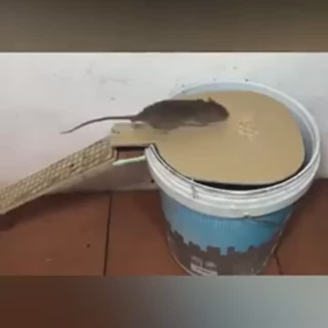 Как поймать грызунов Мышеловка своими руками