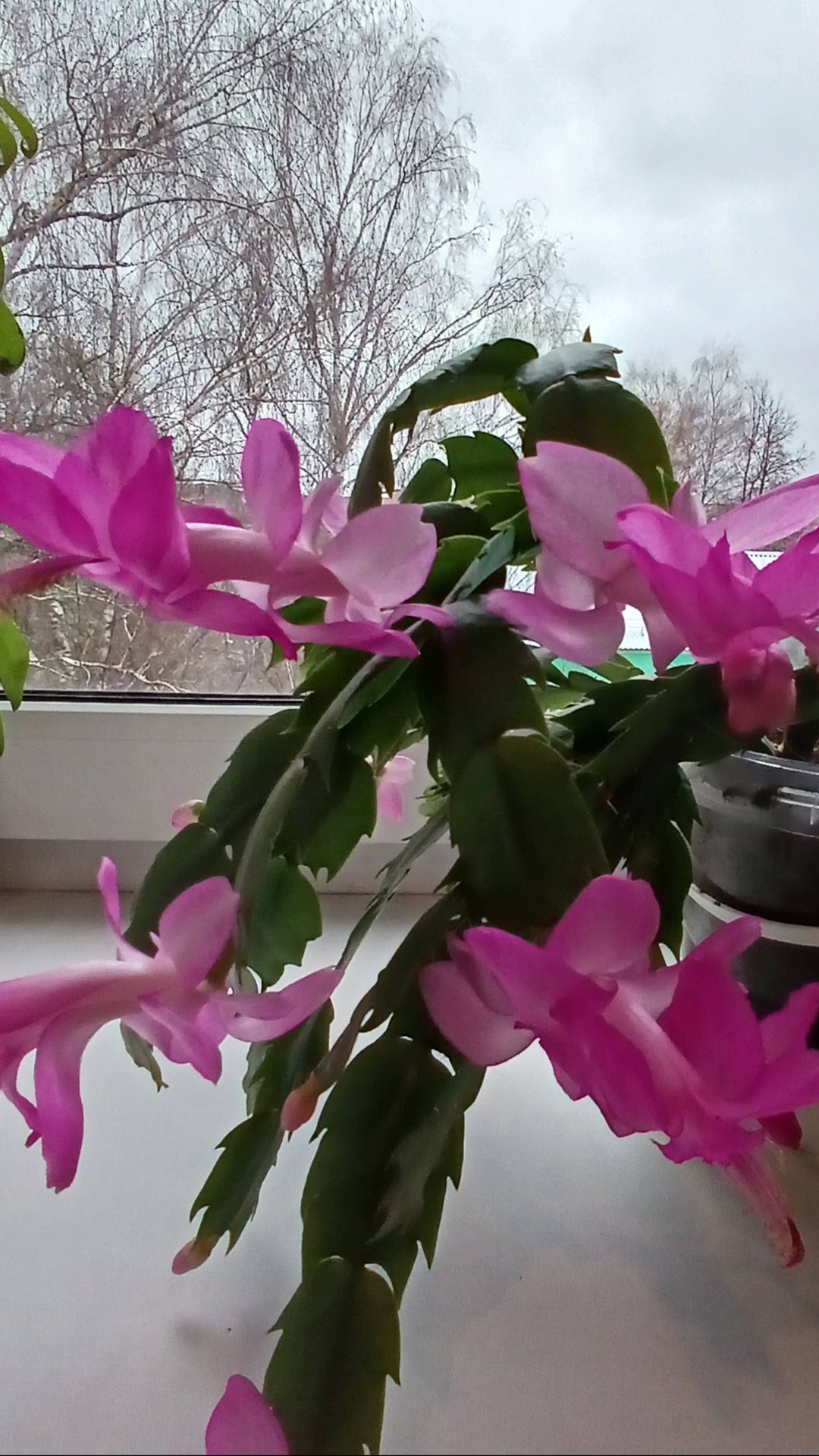 Декабристы в ноябре!