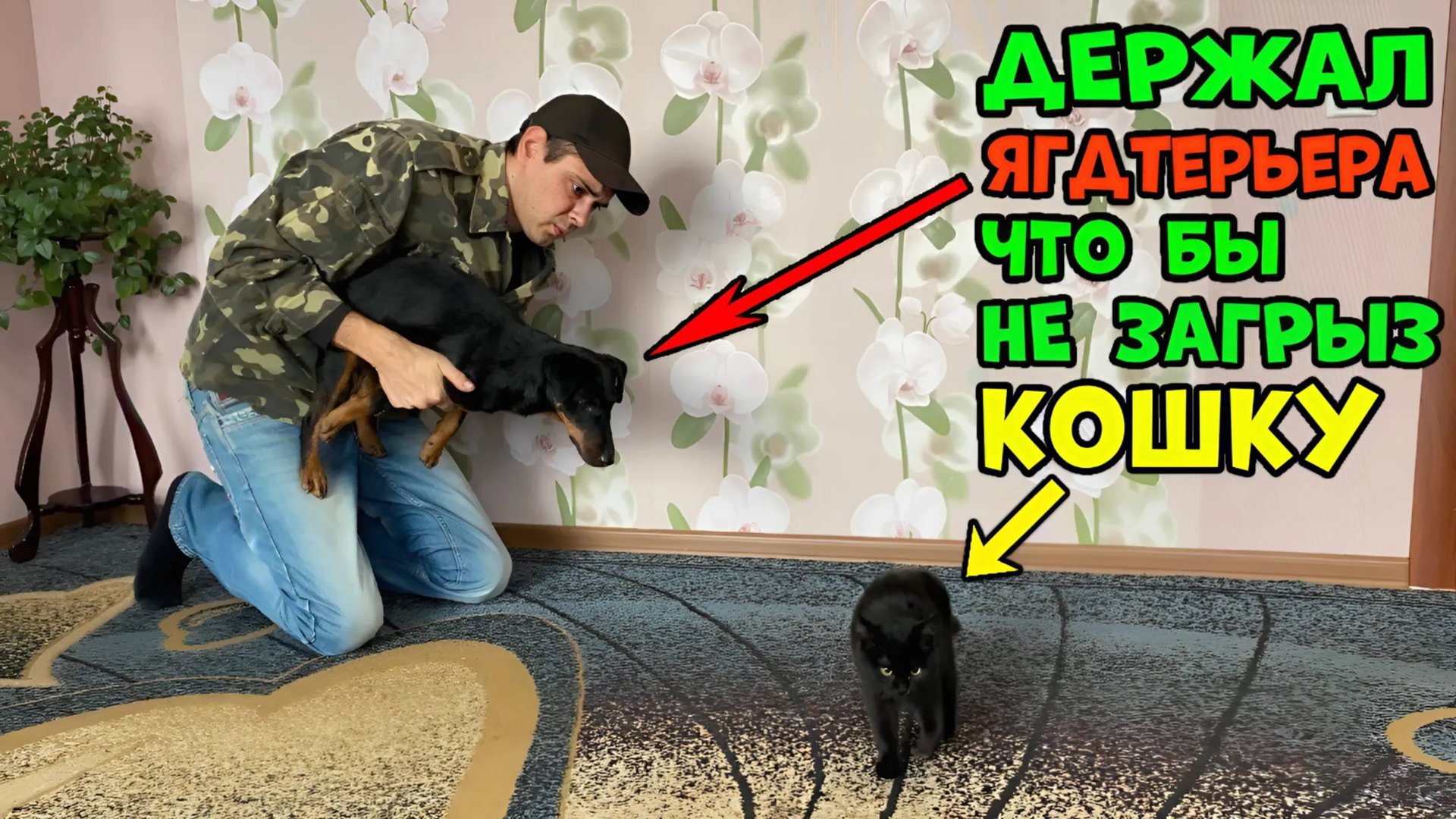 Реакция Ягдтерьера на новую кошку