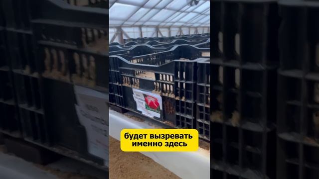 Производство https://www.avito.ru/brands/i222810415?gdlkerfdnwq=101&shopId=3367832&page_from=from_it