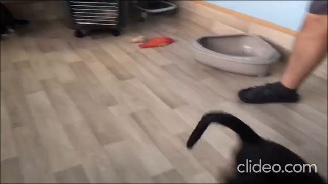 "Мурзилки" обожают дразнилки! Приходите играть!😻😍