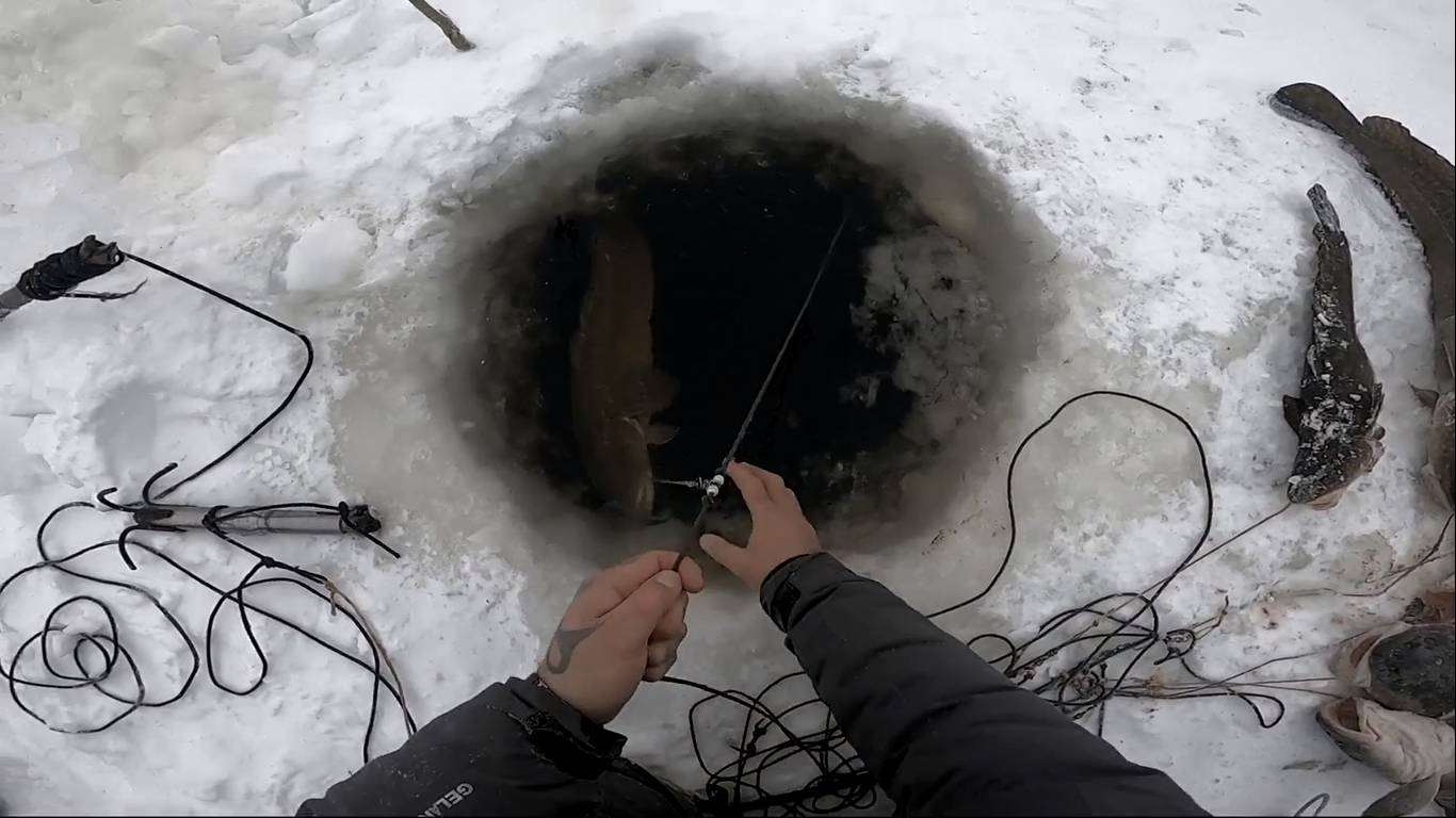 11. Проверка перемёта на Енисее после мороза. Чёрная дыра, налим.