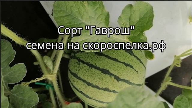 Семена арбуза "Гаврош" зернистый сладкий Выращиваем в Сибири семена на сайте http://скороспелка.рф/