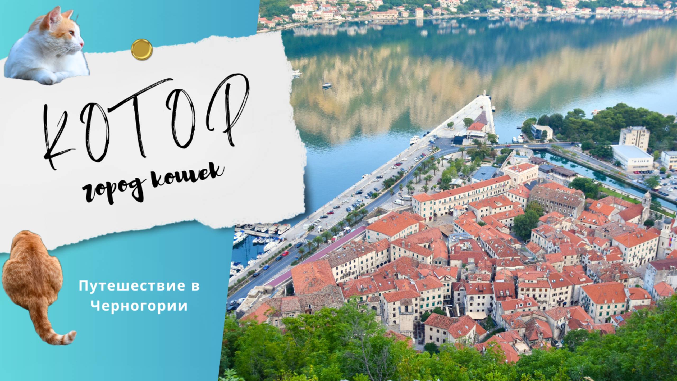 Котор — город кошек. Путешествие в Черногории