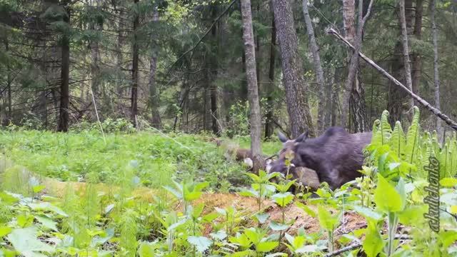 ЛОСИ НА РЕЧКЕ