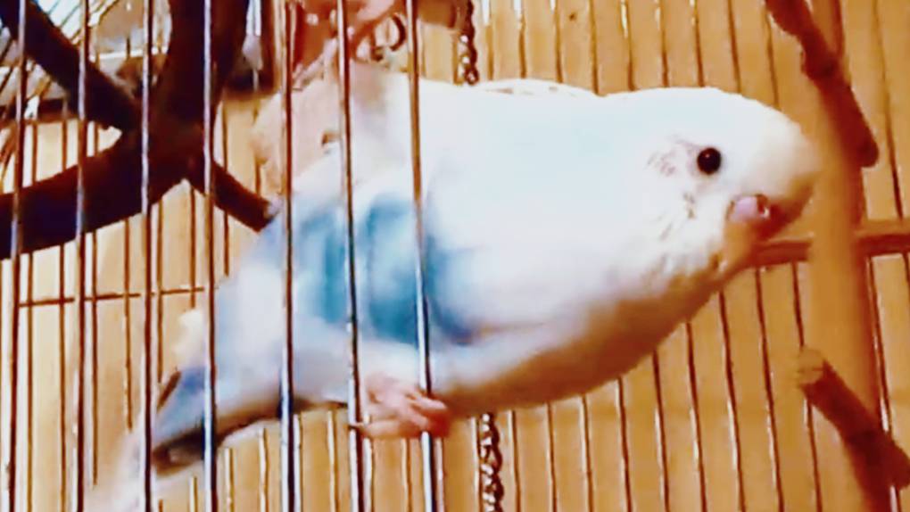 Морозко попугай летает, шалит, целует себя в зеркальце и говорит что он КРАСАВЕЦ!!!