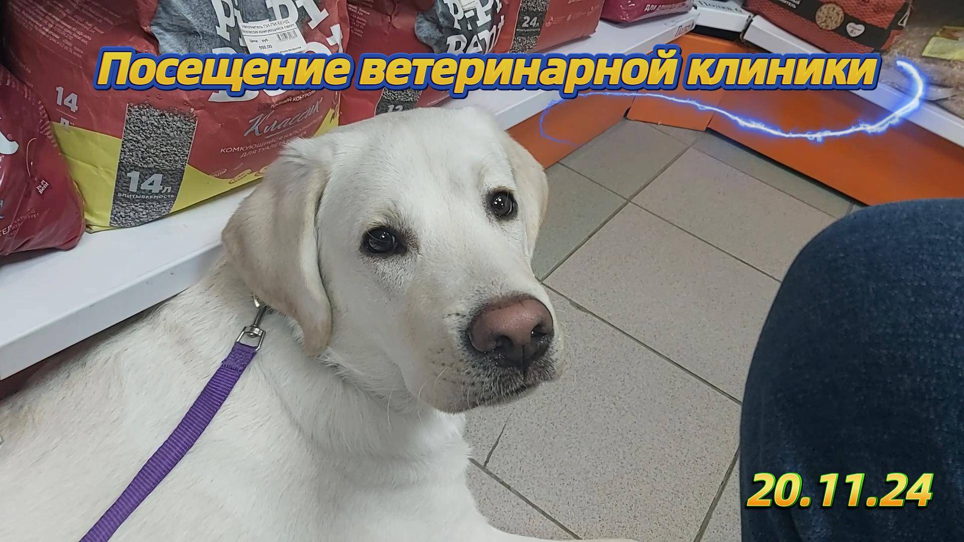 Посещение ветеринарной клиники 20.11.24