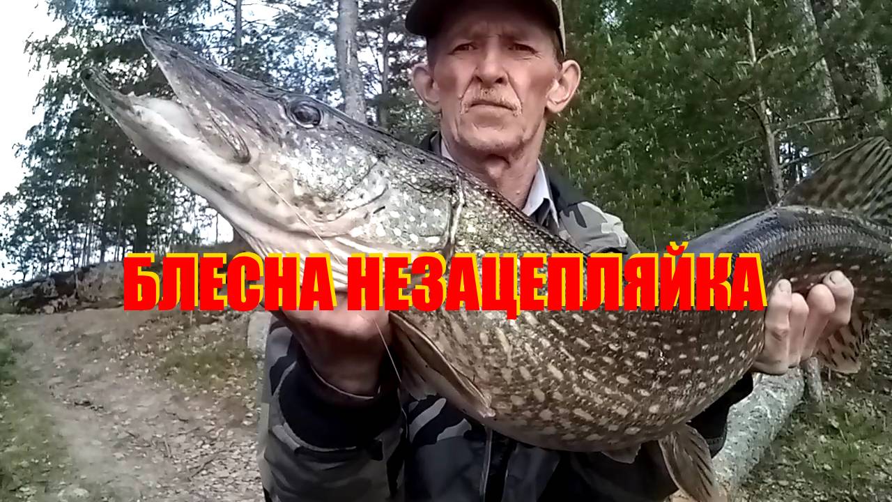 Отличная щука на тонкую леску.