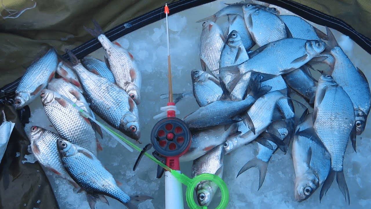 ЭТА ЖИВАЯ ПРИКОРМКА СОБРАЛА СТОЛЬКО РЫБЫ! РЫБАЛКА НА ЗИМНИЕ УДОЧКИ С КИВКОМ.