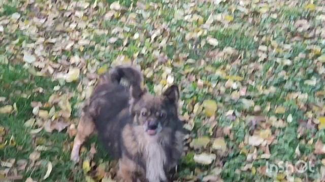 Чипоня- стойкий вратарь!