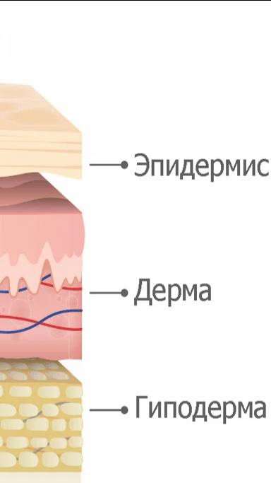 ✨Клеточный состав кожи: что скрыто под нашим покрытием?