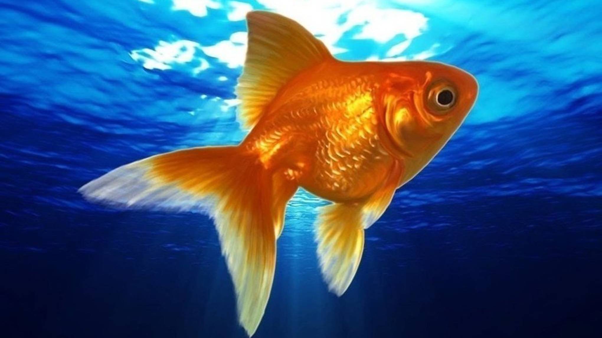 Три желания