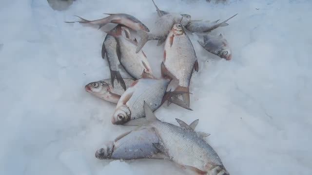 ВОТ ЭТО УЛОВ! ЗИМНЯЯ РЫБАЛКА 2024- 2025