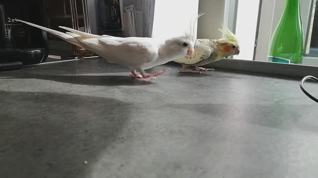 Приколы с попугаями. Попугаи убирают столешницу