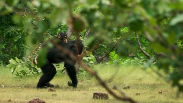 Шпионы в дикой природе 1 сезон 2 серия (документальный сериал, 2017)