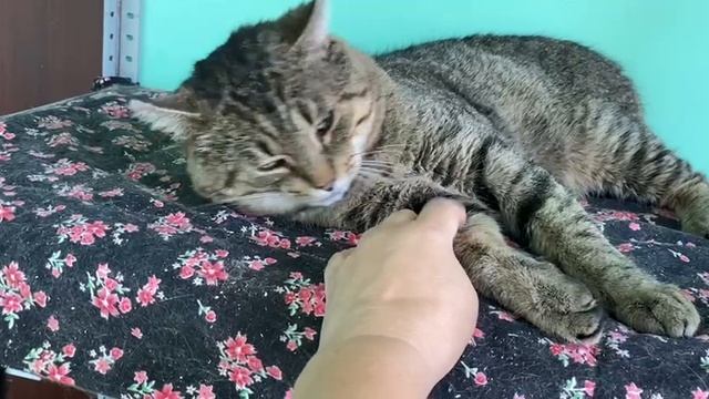 Божечки-кошечки, сколько милоты в этом коте! Мимиметры зашкаливают!
Михайло - покоритель сердец!💕