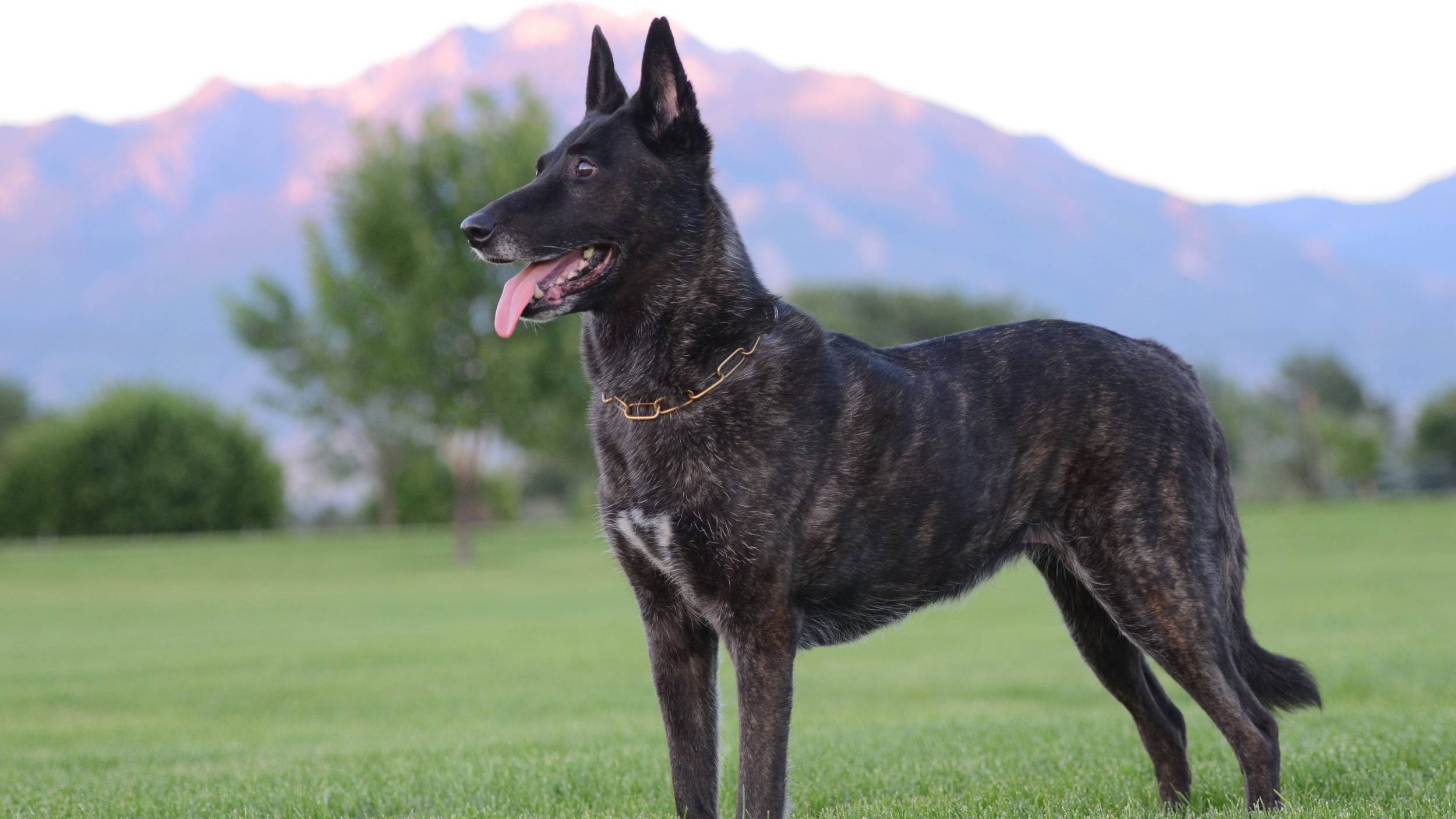 Голландская овчарка Хердер. История происхождения породы и её особенности.