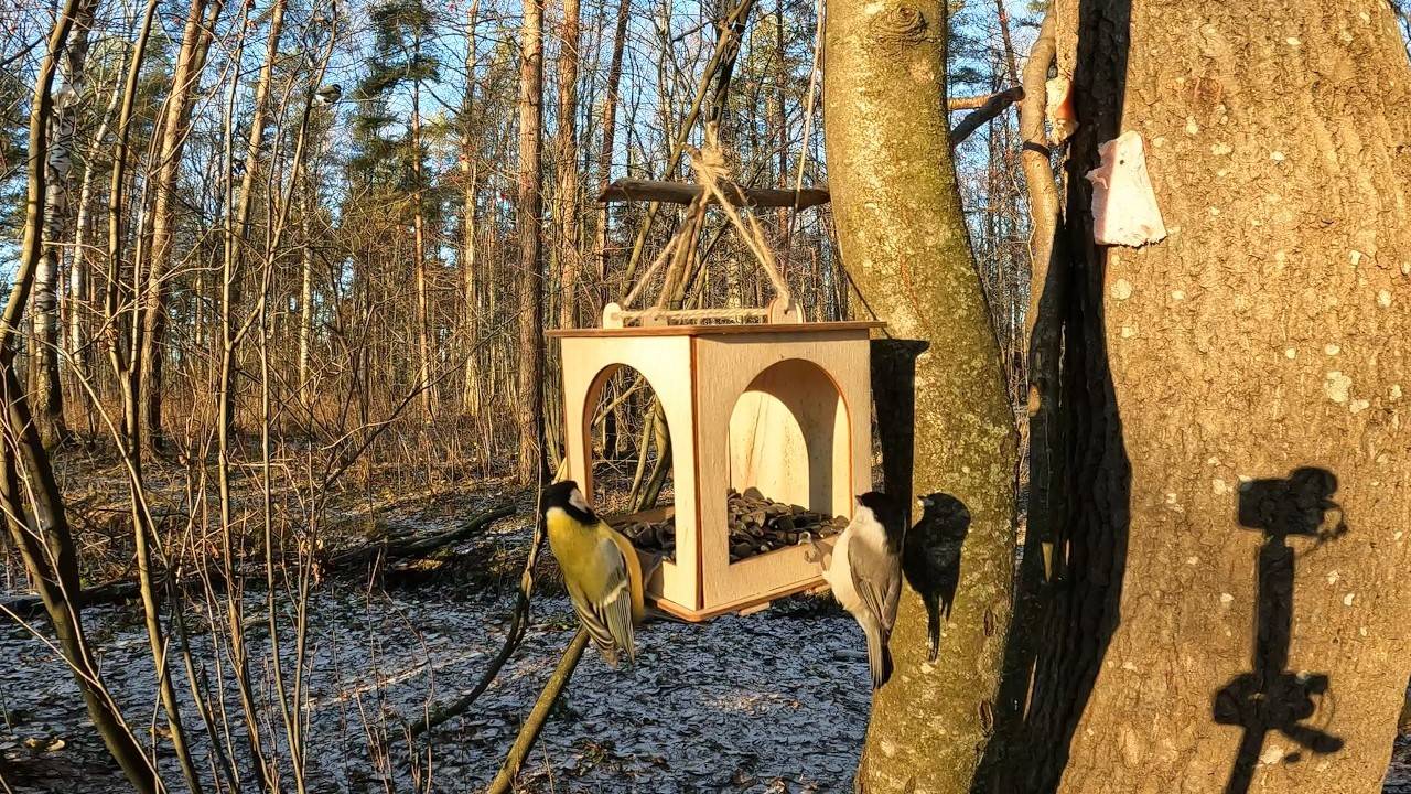 Санкт-Петербург Синицы в парке Сосновая Поляна 24 11 2024