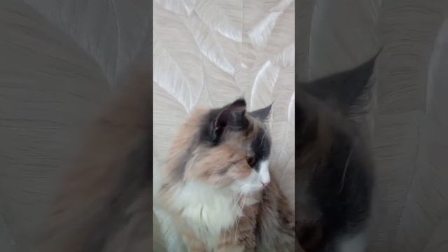 #котики #кошки #юмор #приколы