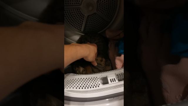 Котик мило спит в сушильной машине