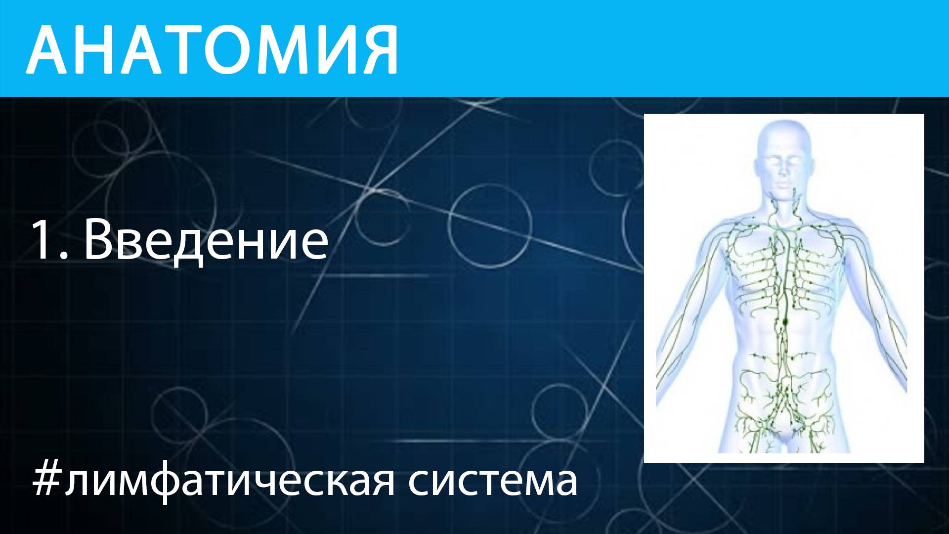 Анатомия: Лимфатическая система человека. Введение
