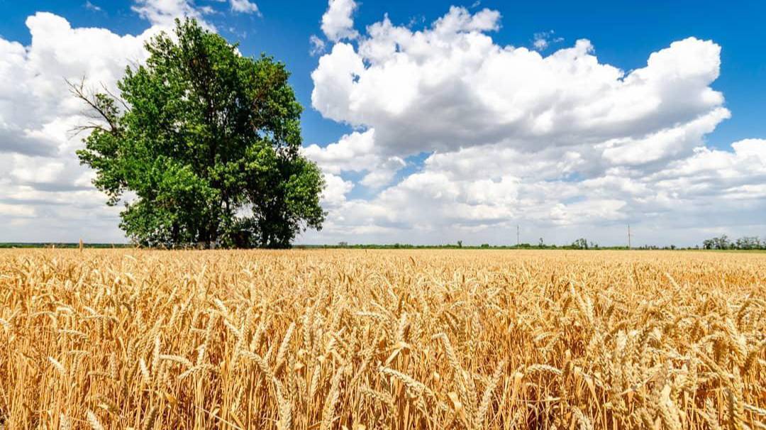 Не учили (слова и музыка Зеленина А.Б)