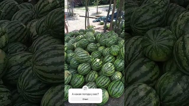 #жара #арбуз