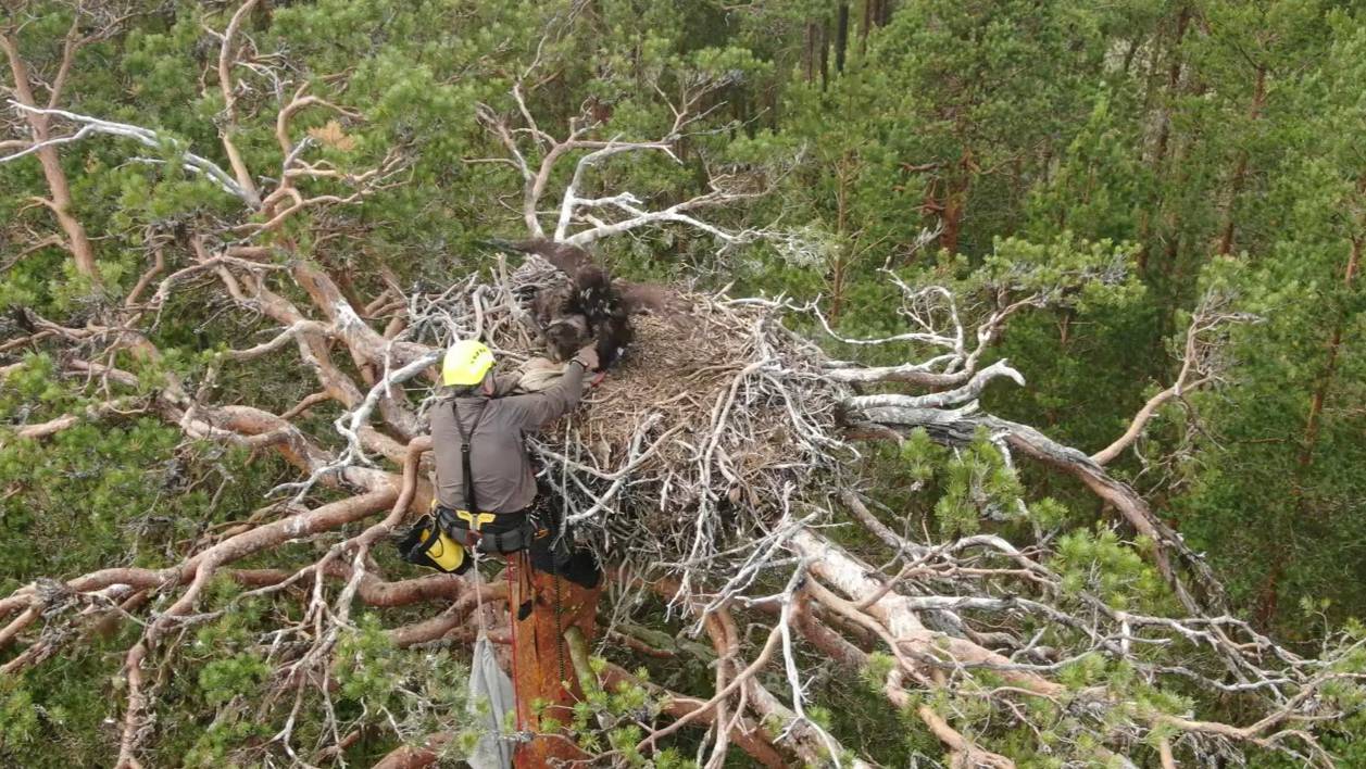 Скопы и белохвостые орланы Русского Севера
